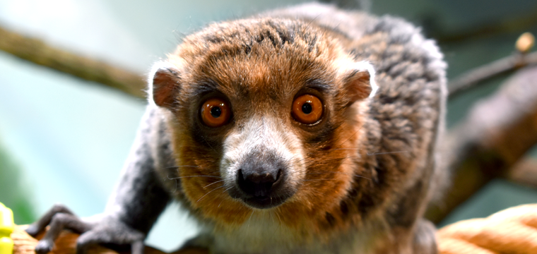 Akron Zoo | Ticketing