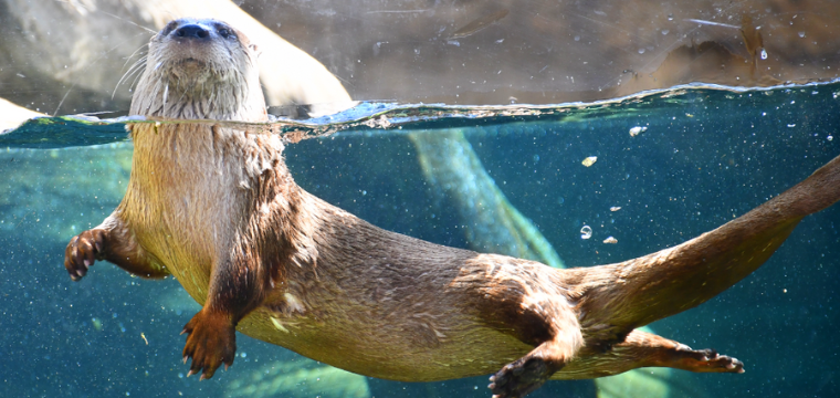 Akron Zoo | Ticketing